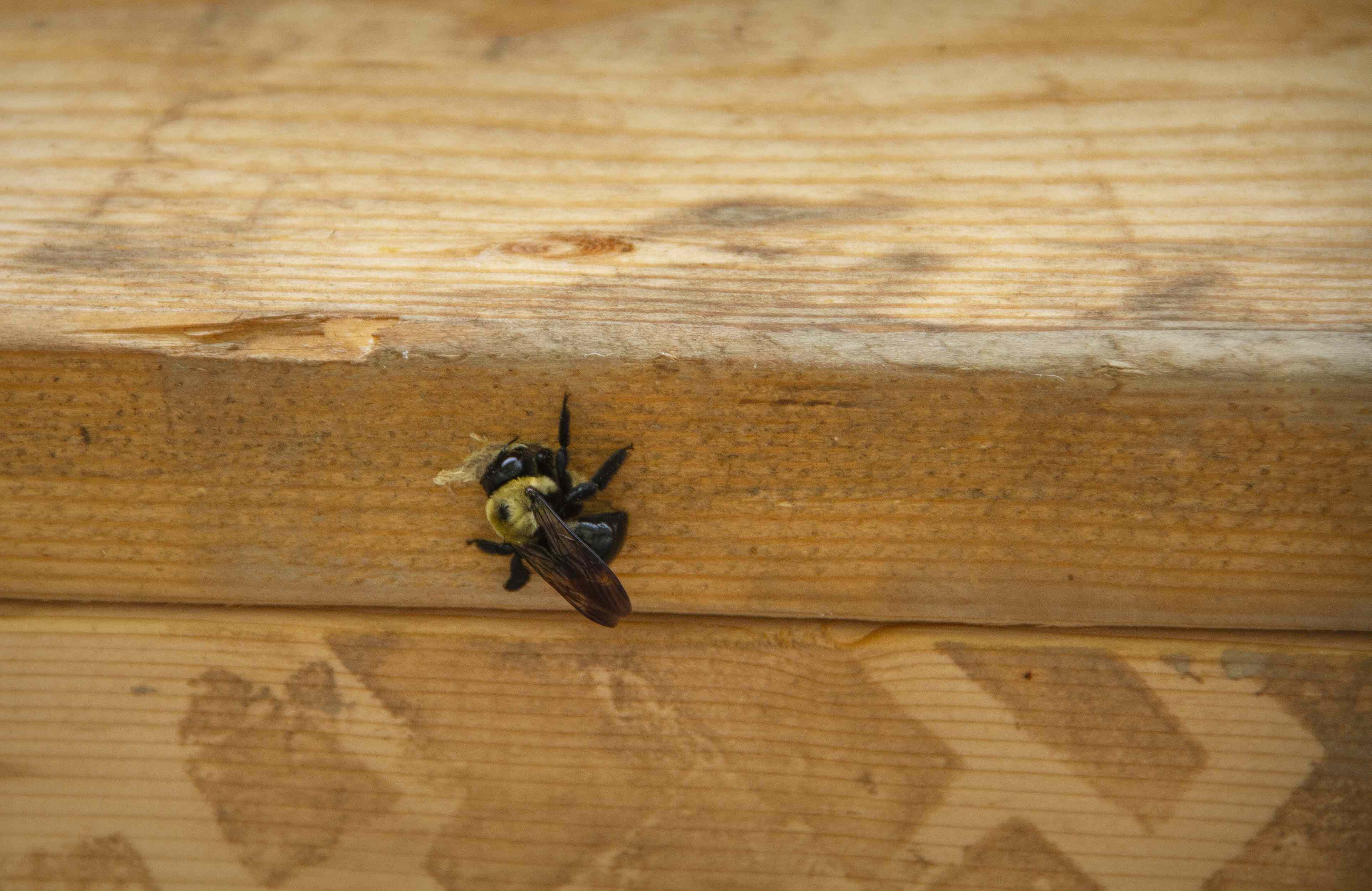 How to keep carpenter bees from drilling holes in your deck or porch