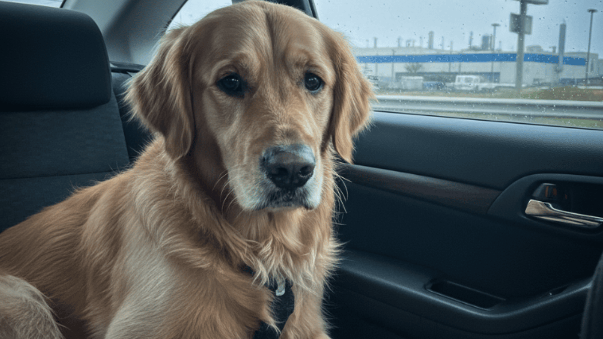 10 words your dog hates & the science behind their reaction