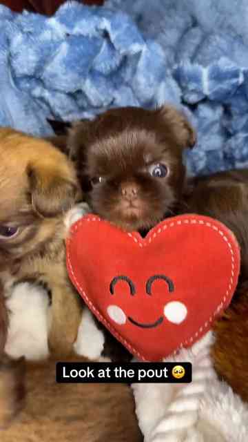 First day outside for puppy from tiny steps to chaos