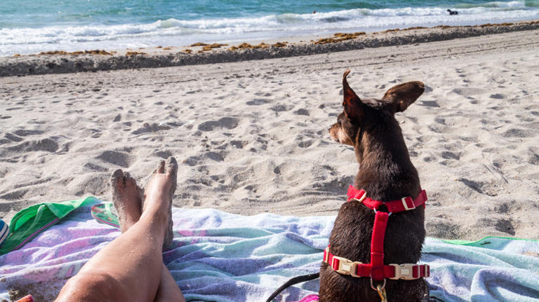 America's top-rated dog beach for 2025 is a leash-free Florida paradise ...