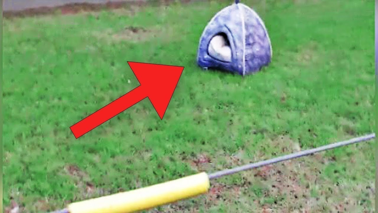 When a woman saw a strange shape by the road, she discovered a creature ...