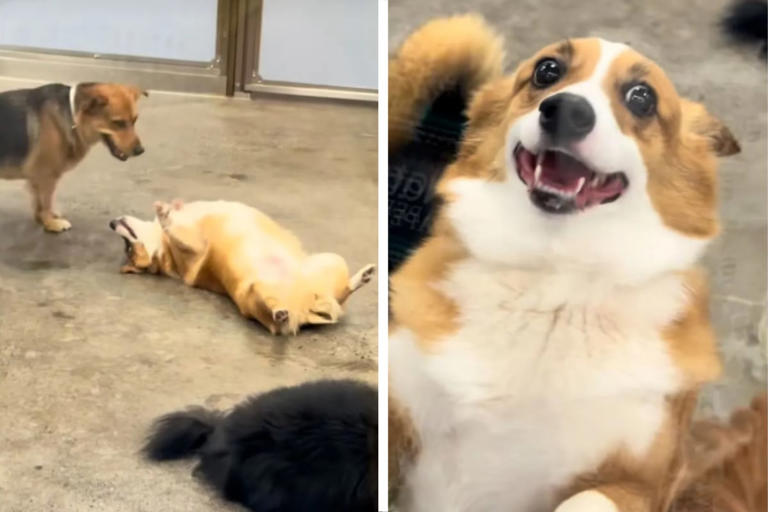 Dog dad picks up his corgi from daycare – what he sees there has ...