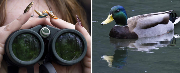 Ngắm chim - liệu pháp 'chữa lành' mới của giới trẻ Mỹ