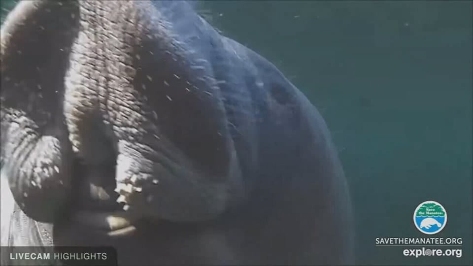 New study finds Florida manatees among most vulnerable marine mammals ...