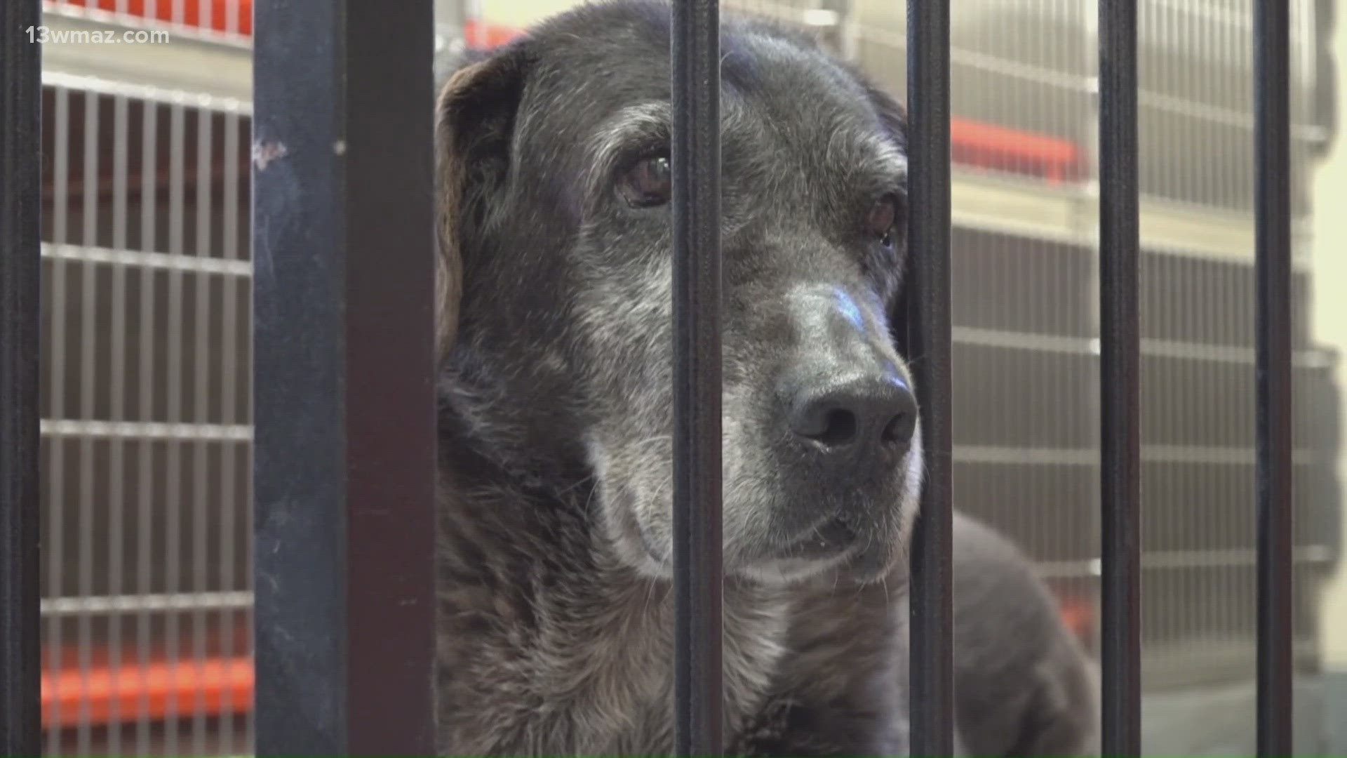 Fort Valley State's animal shelter facility prepares for evacuees from ...