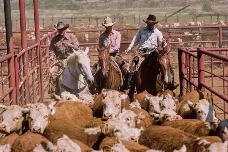 Want to be a cowboy? Here's where you can join a Texas cattle drive