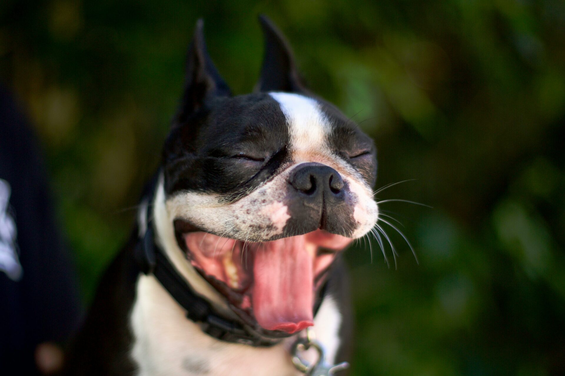 13 unbelievable facts about dog behavior that will blow your mind