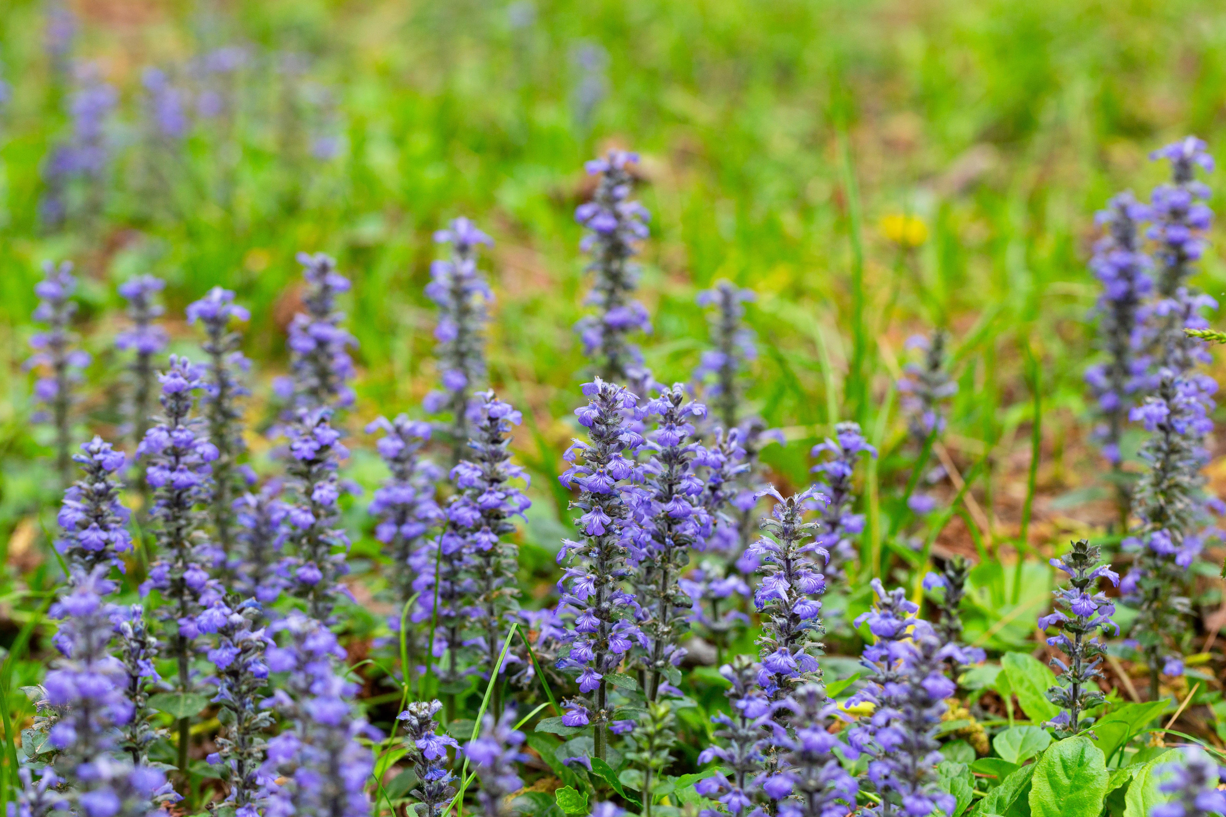 These 5 plants will stop weeds taking over your flower beds – including ...