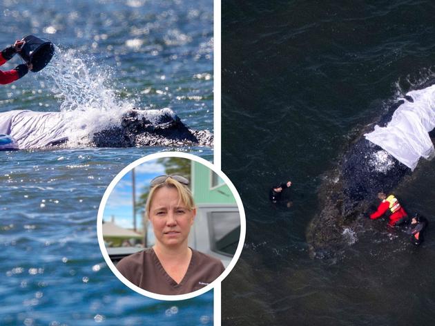 Wal-Drama in der Ostsee spitzt sich zu – Tierärztin wettert gegen ...