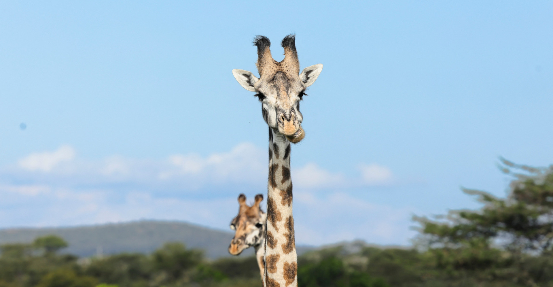 Don't be fooled: these cute animals could kill you