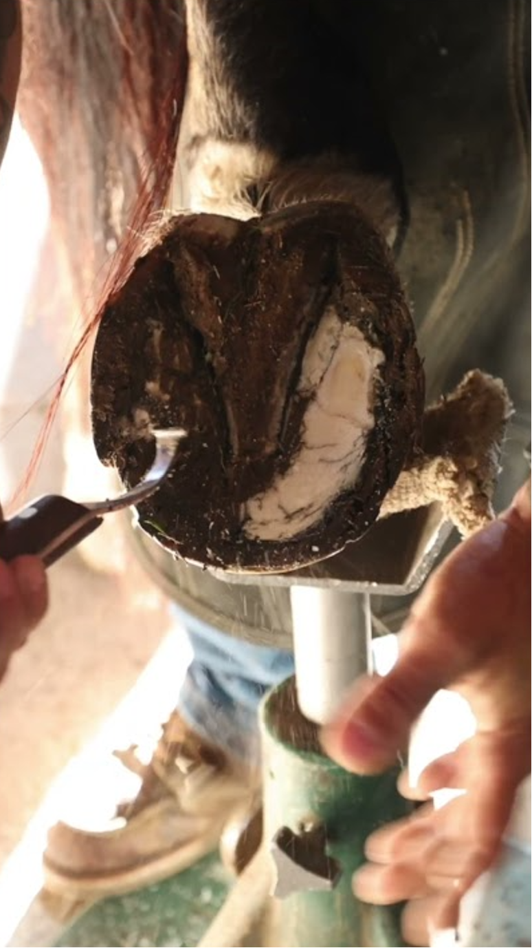 Horse hoof carving