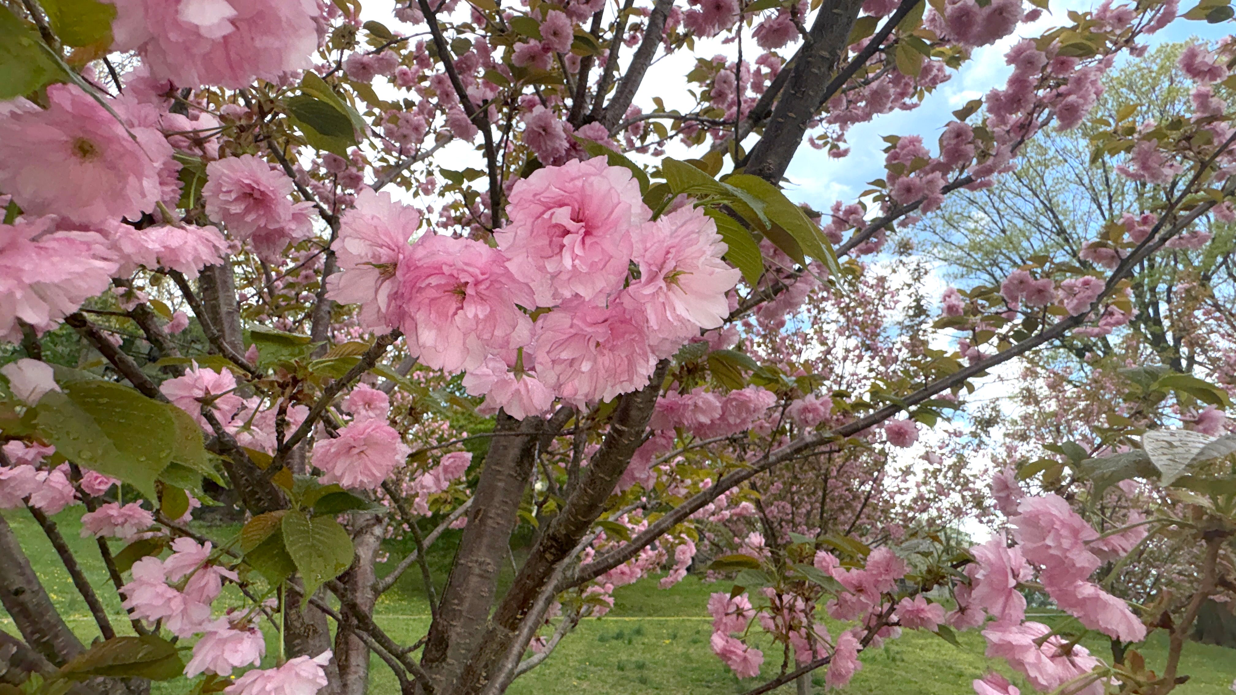 Take a look at cherry trees in full bloom in Orangeburg and Yonkers
