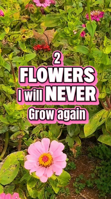 Starting a flower garden: plants that aren’t worth the effort