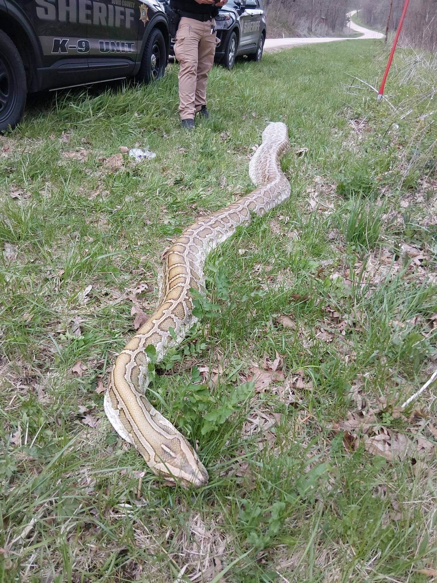 Large dead snake found dumped along Iowa County road; sheriff seeks ...