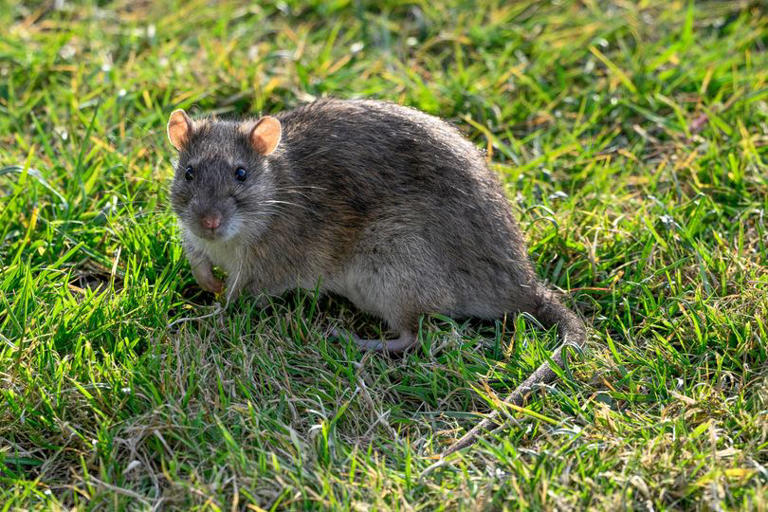 One 24p kitchen staple will keep rats away from your home and garden ...
