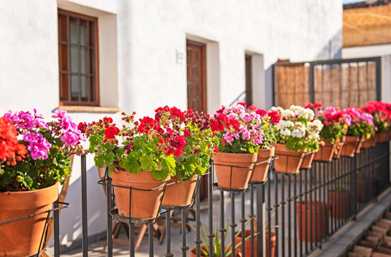 Balcon fleuri cet été : les 3 plantes incontournables à mettre en pot