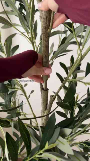 7ft olive tree timeless home decor piece for any interior style