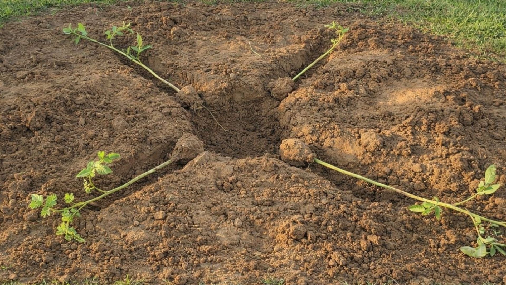 Ultimate organic tomato growing hack: The trench planting method