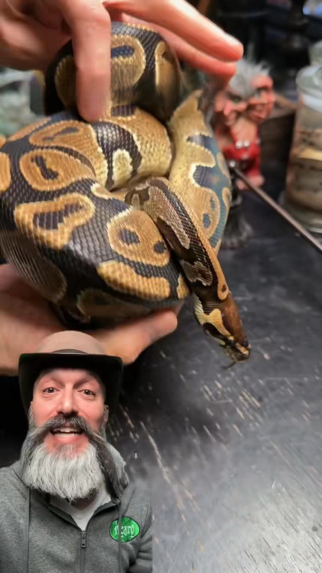 Preparing a snake for a long journey
