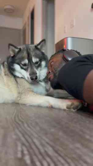Koda The Husky Puppy Love