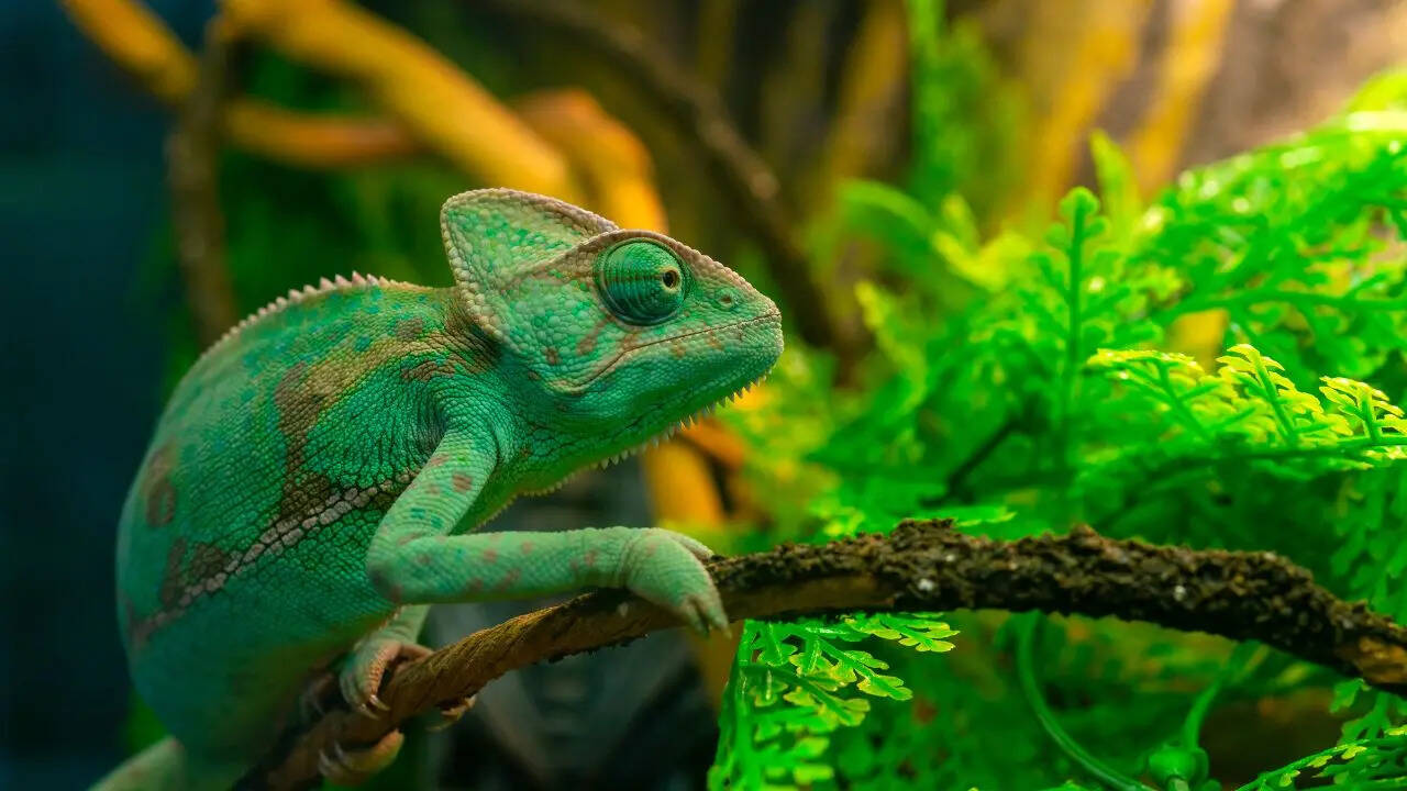 GK fact of the day: Not just chameleons; 5 animals that can change colour