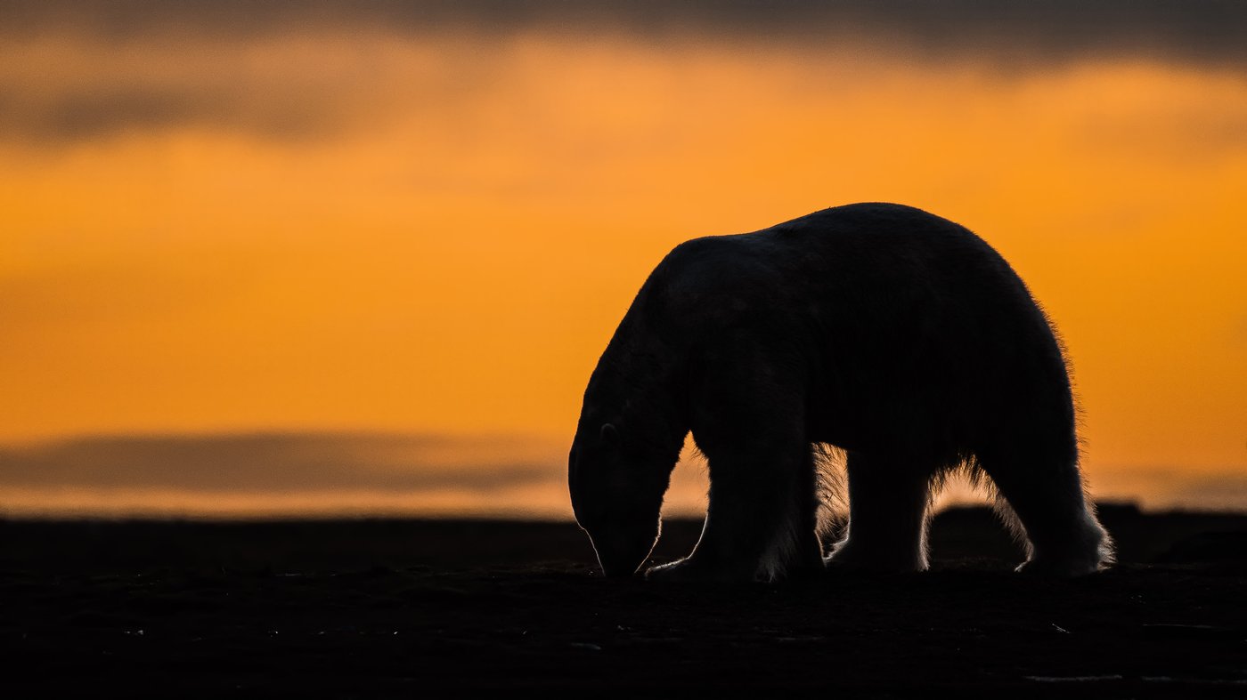 A tiny Arctic village in Alaska is trying to revive its polar bear ...
