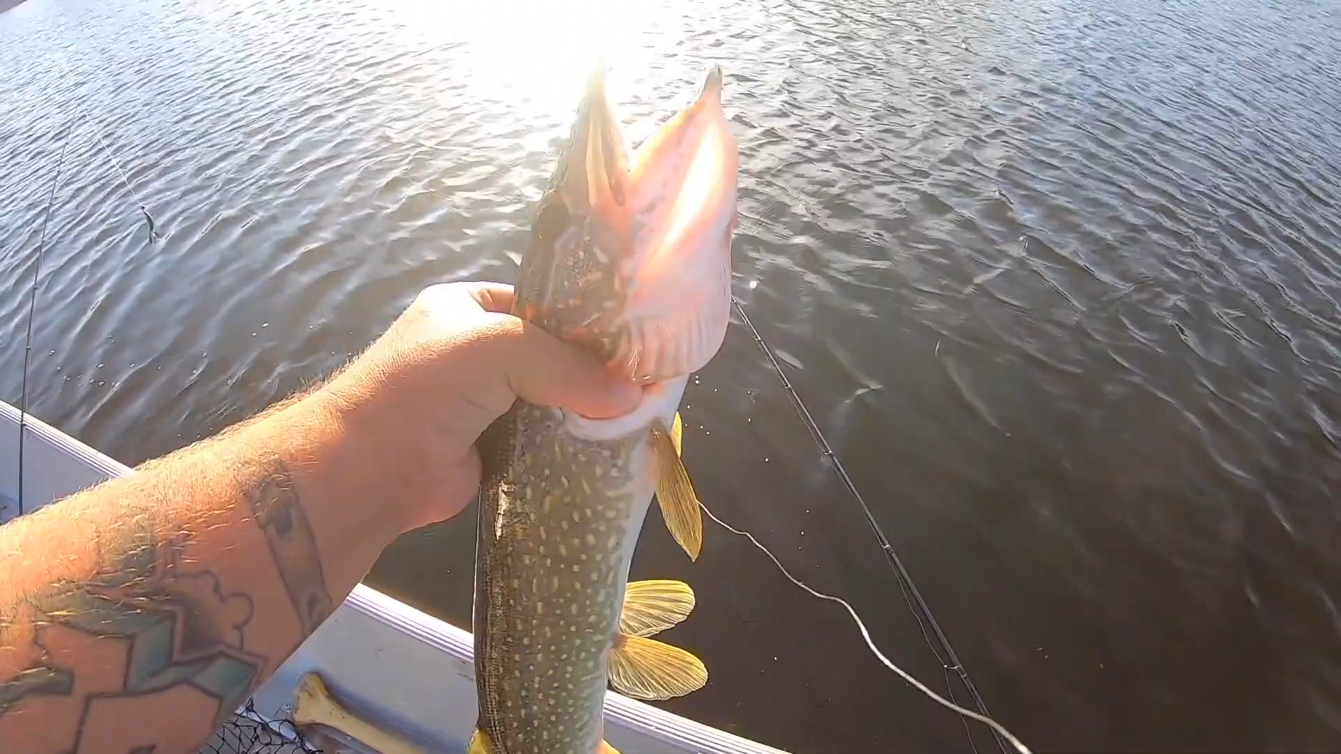 This fish has hundreds of razor-sharp teeth - then he caught it