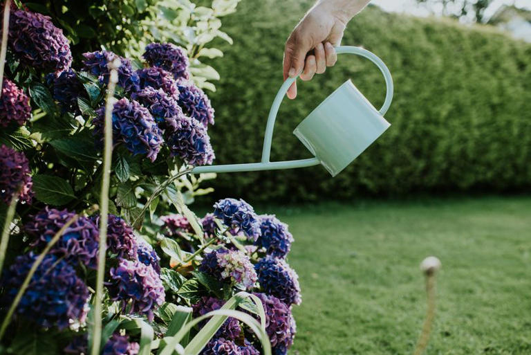 The €100,000 garden mistake most homeowners make — and how to fix it