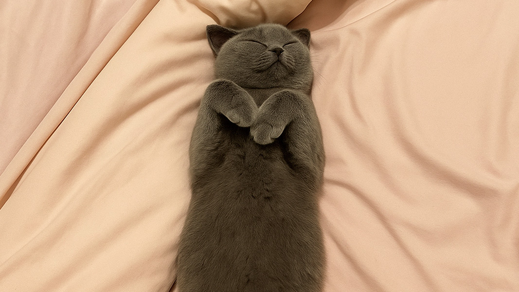 Kitten slaapt rustig op zijn rug