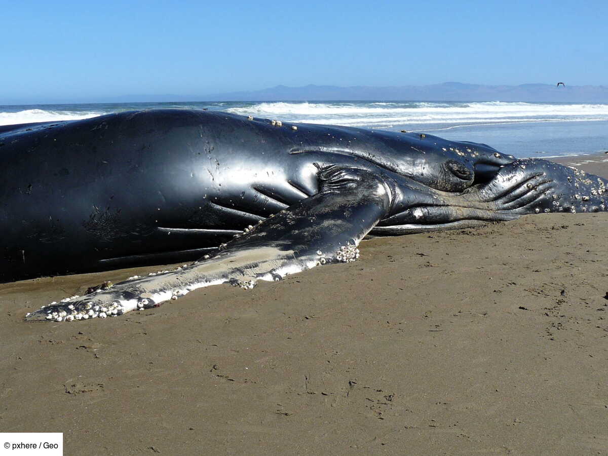 Faut-il sauver les baleines échouées ? La réponse n'est pas si simple