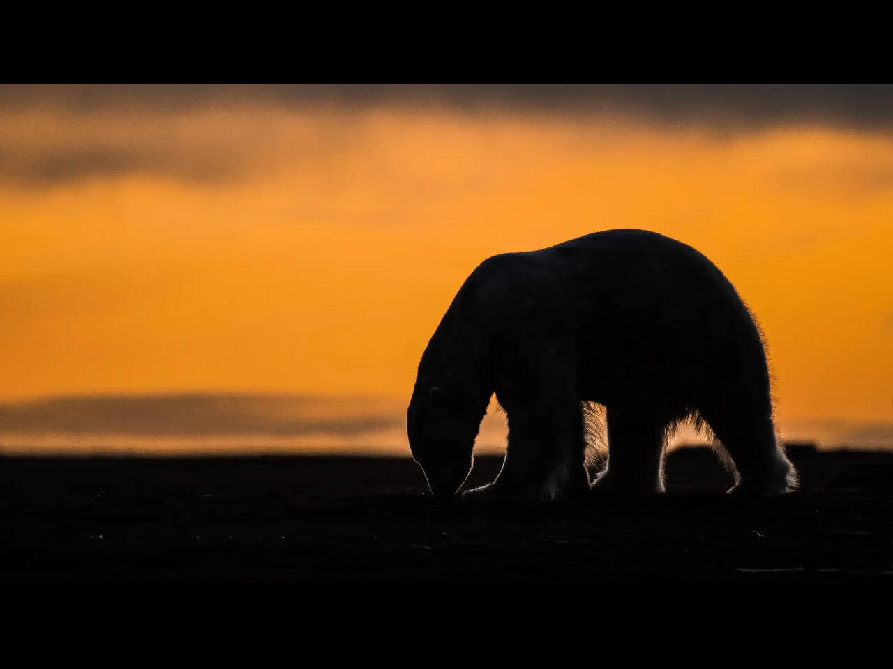A tiny Arctic village in Alaska is trying to revive its polar bear ...