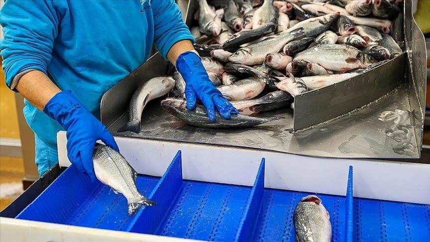 Türkiye eyes record seafood exports in 2026 on China market reopening