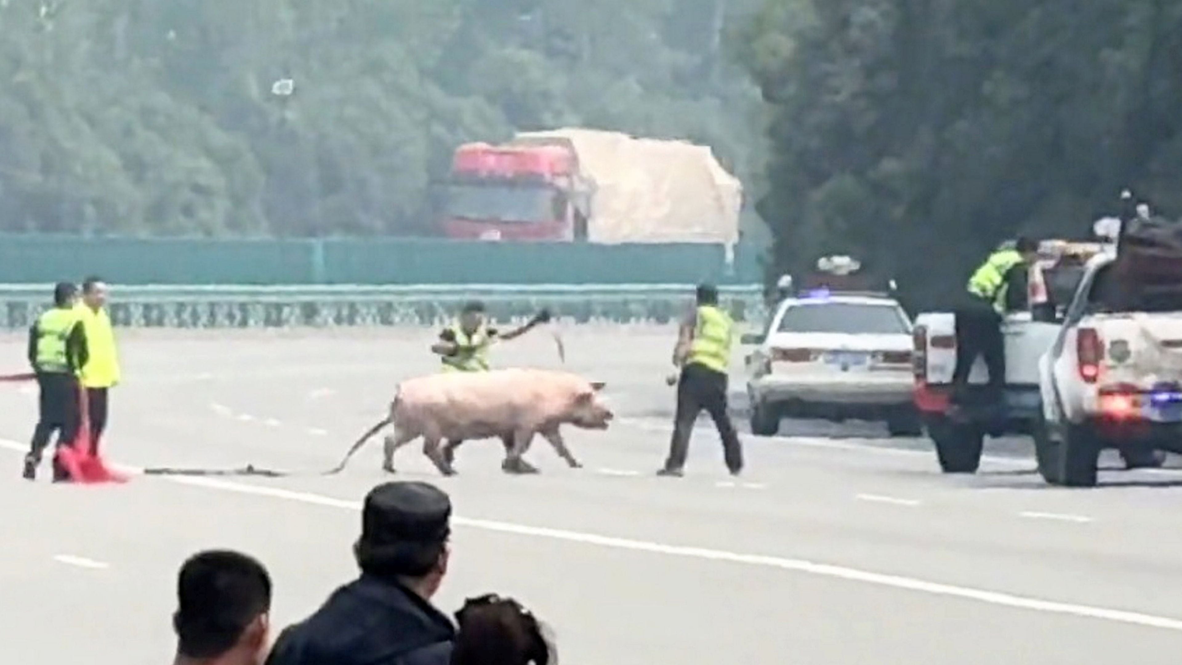 Runaway pig brings traffic to a standstill as police try to catch it on ...