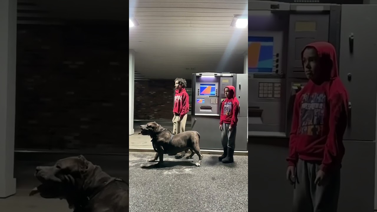 Testing if a 9-year-old pitbull still has it