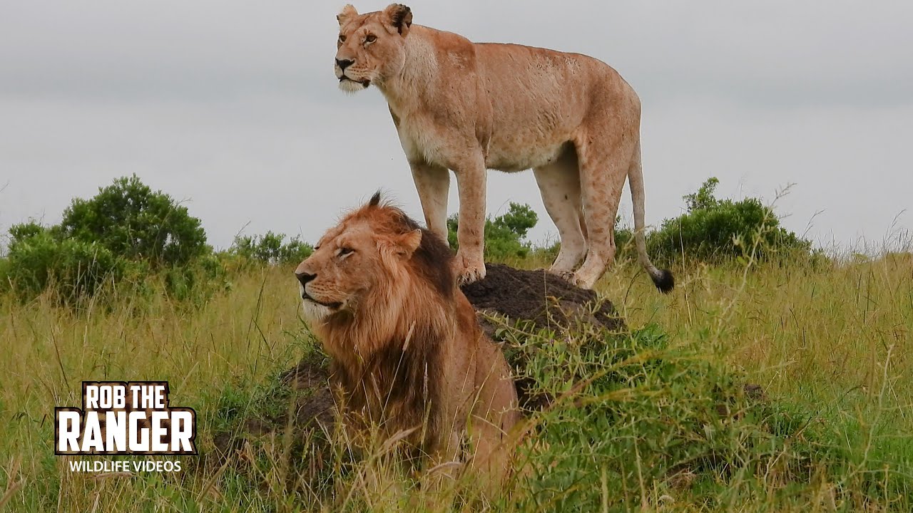 The lonely lion pride of mother and son