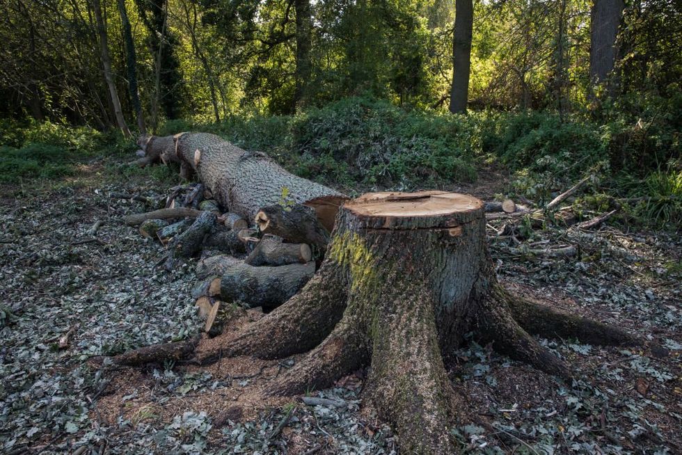 Council forced to apologise after wrong trees chopped down in Britain's ...