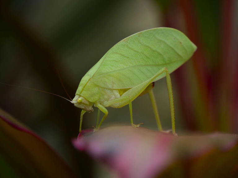 🦗 This grasshopper goes from bright pink to green to camouflage itself
