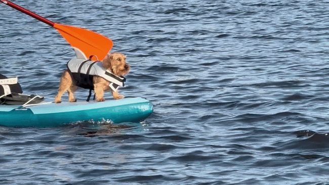 Dog in shark-shaped life vest is definitely ready for paddleboarding
