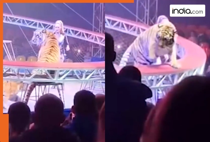 Fearful sight: Circus tiger jumps over barrier into spectator’s area ...