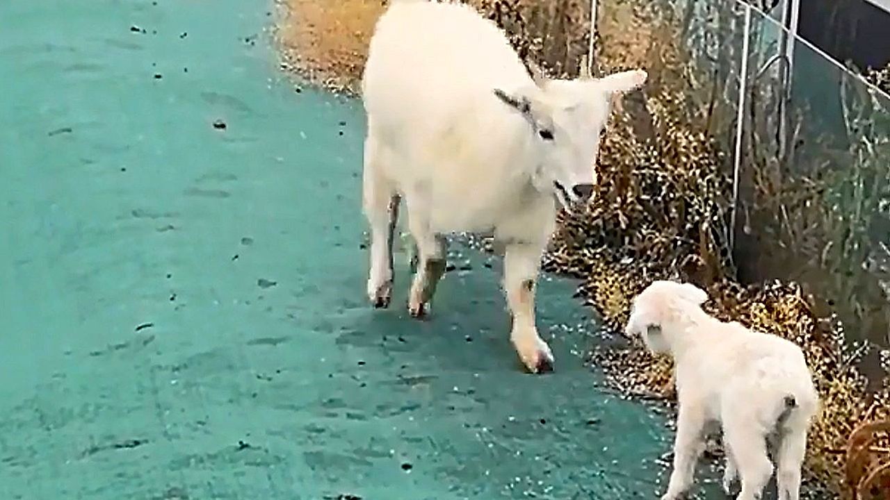 Lost baby goat cries out – and mum comes running