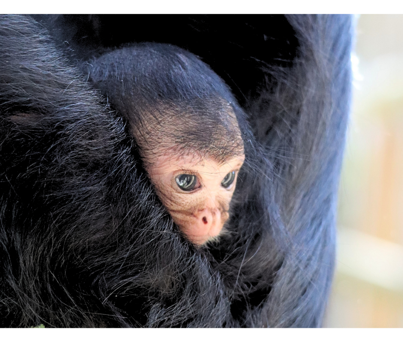 Endangered Colombian black spider monkey baby born at Drusillas Park
