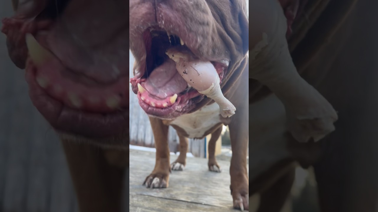 A giant pitbull crunches through bones with ease