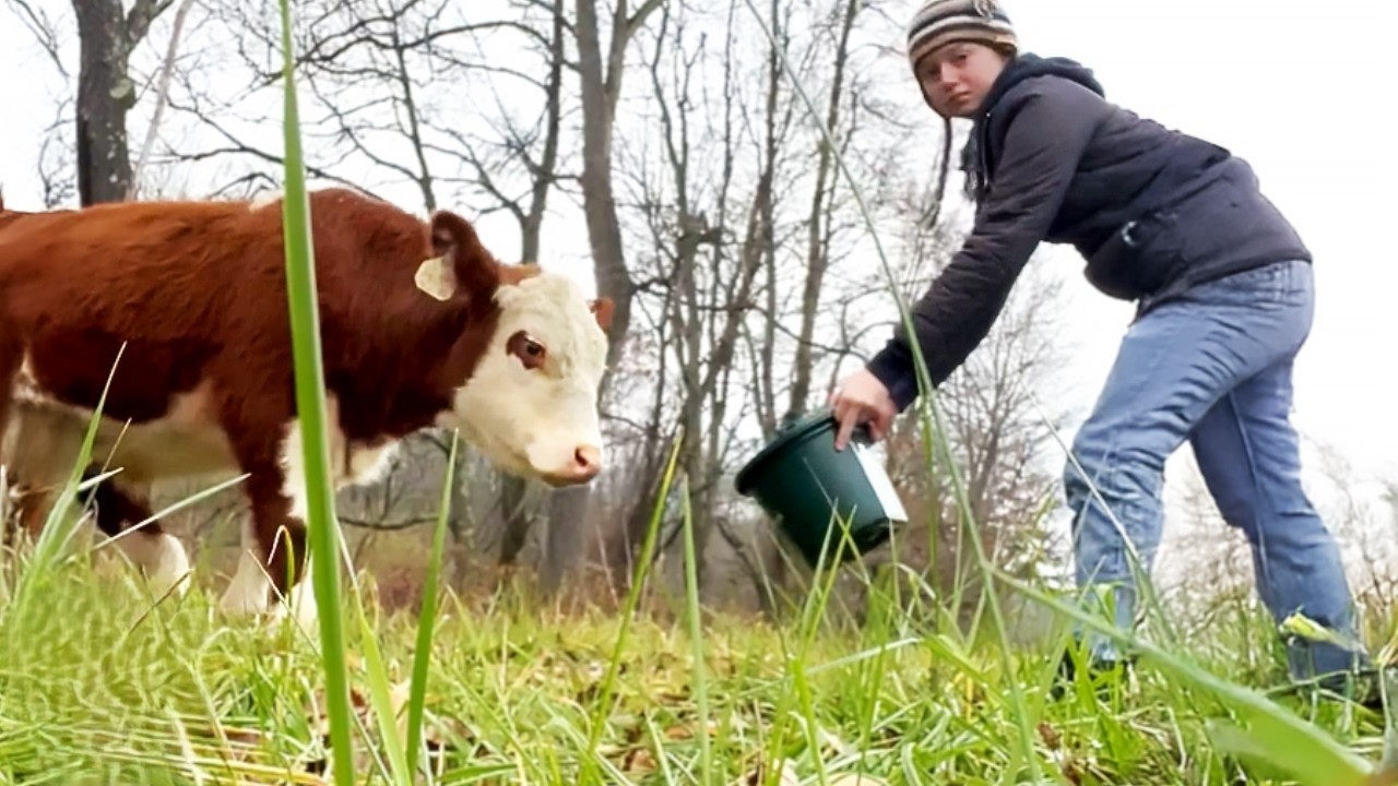 Wild cow wouldn’t let anyone near him - until one woman changed his fate