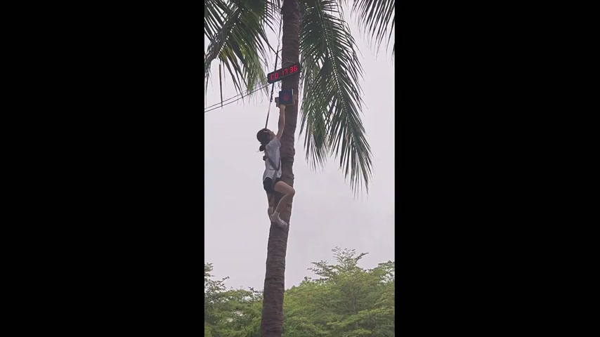 Girl quickly climbs coconut tree during race in Hainan, China