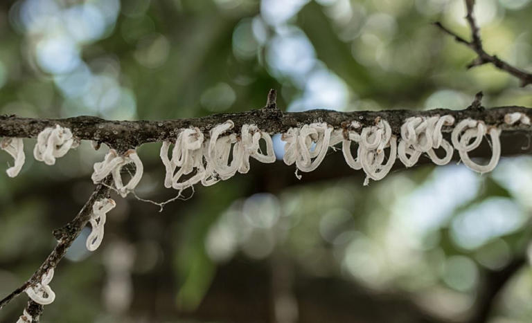 Takahashia japonica: il parassita sta colpendo sempre più piante