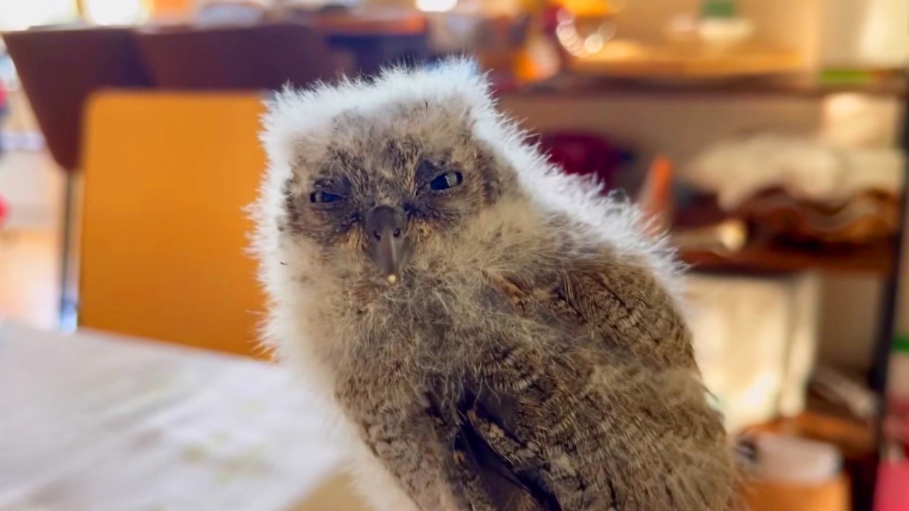 Baby owl fell from his nest after a storm - then found a mom he refused ...