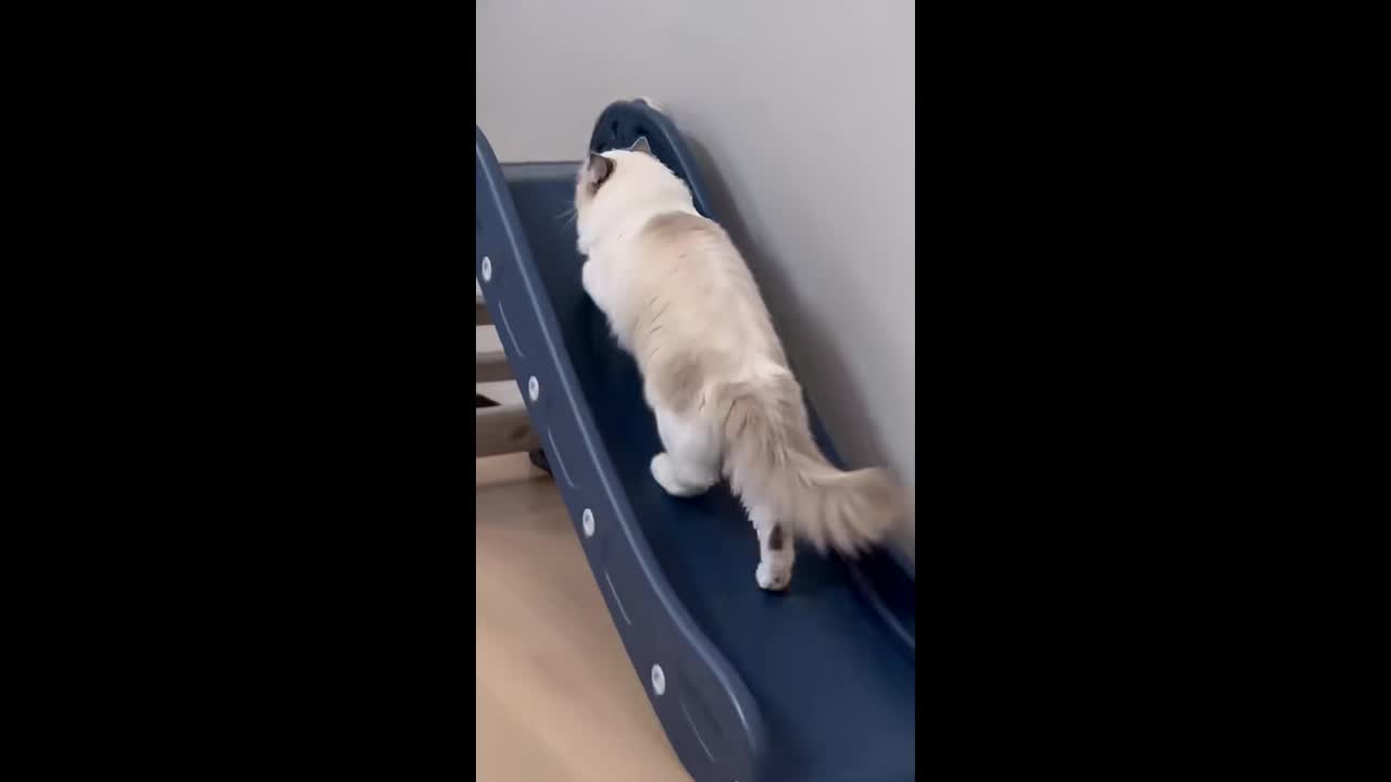 Ragdoll cat slides down playground slide in Hebei, China