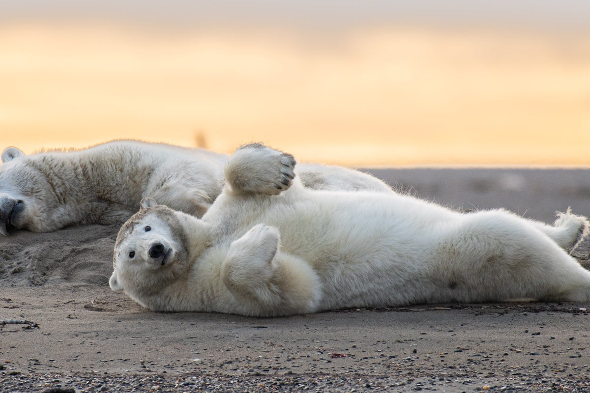 This tiny village is trying to revive its polar bear tourism industry