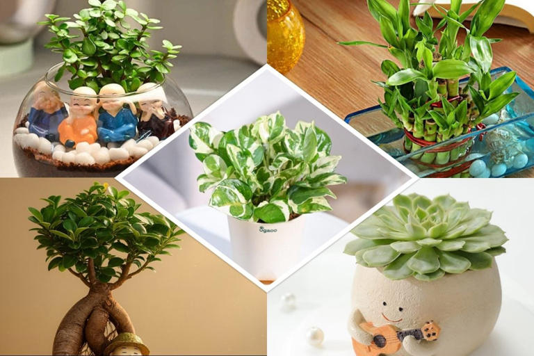 5 lucky plants to buy this appraisal season for a boost of fortune