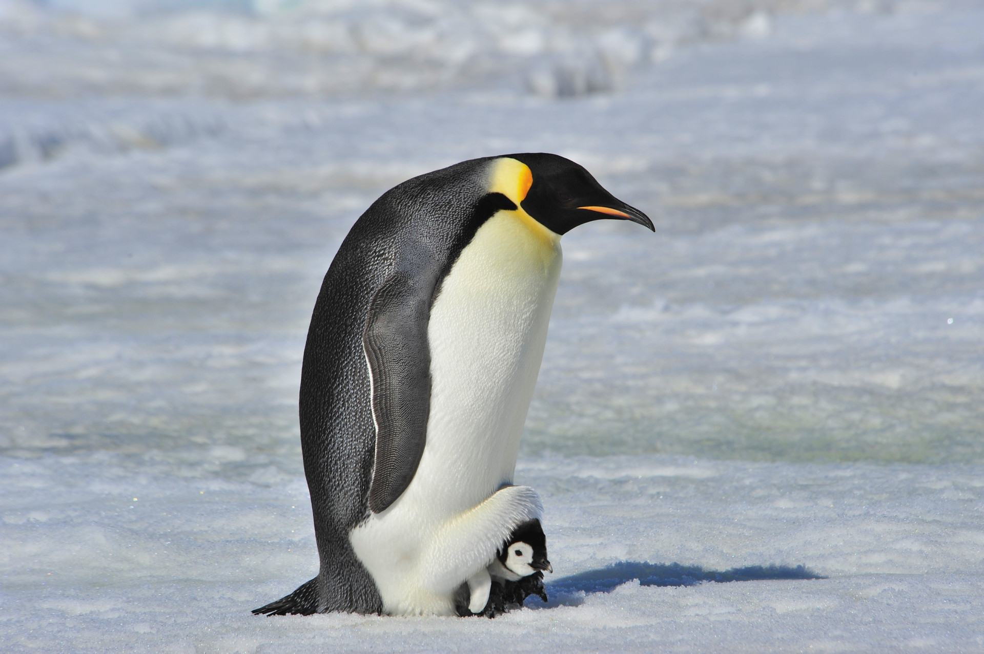 Precious penguin facts that will melt your heart
